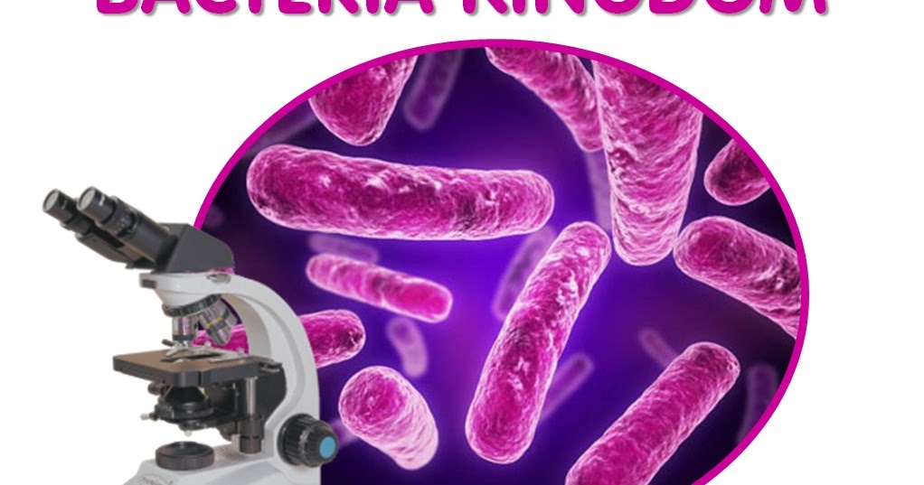 5th Grade - Andrés Segovia: UNIT 1: Bacteria Kingdom