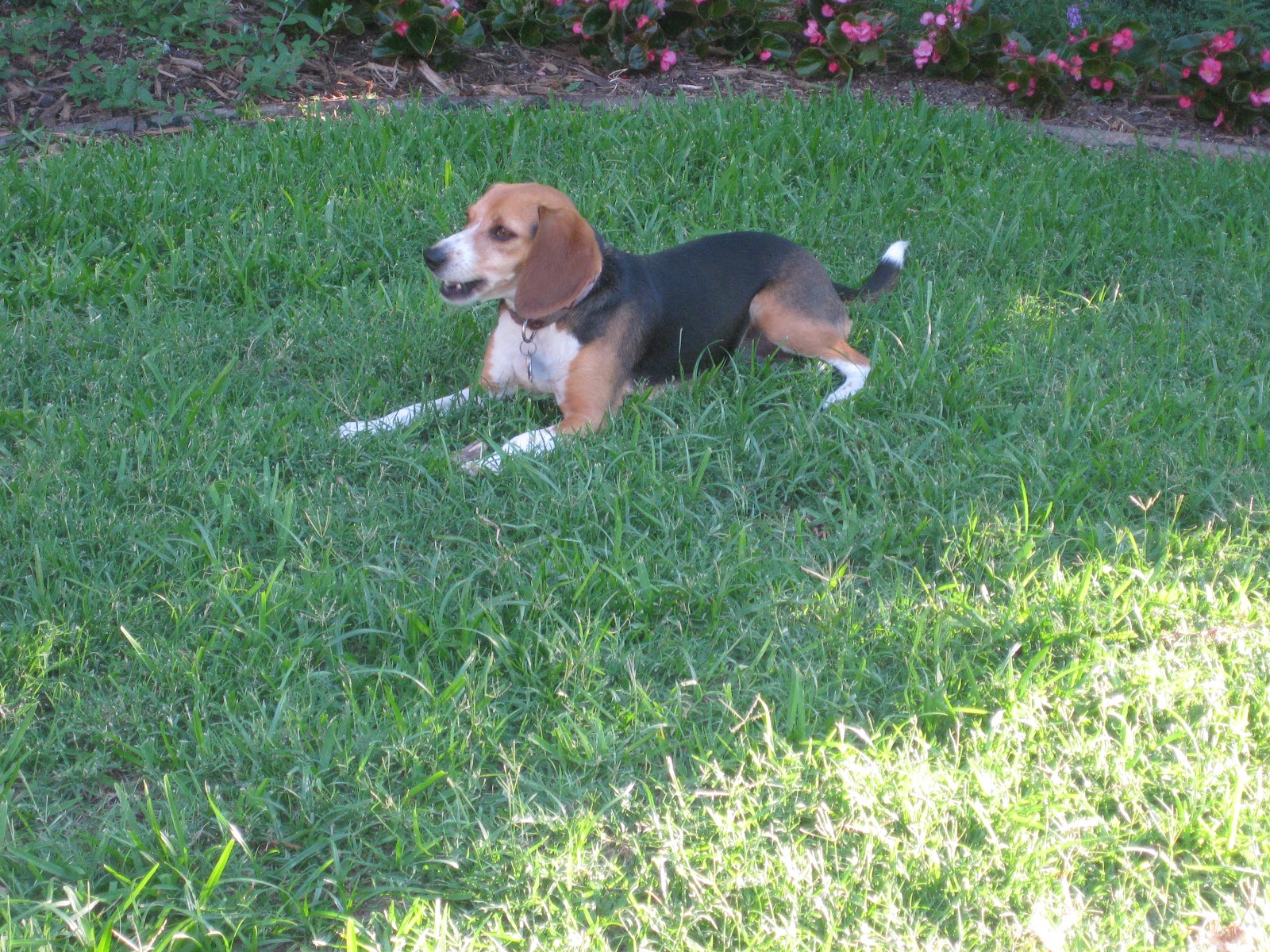 Two Fancy Beagles