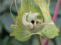 FITOSOFIA: HELIOTHIS VIRESCENS