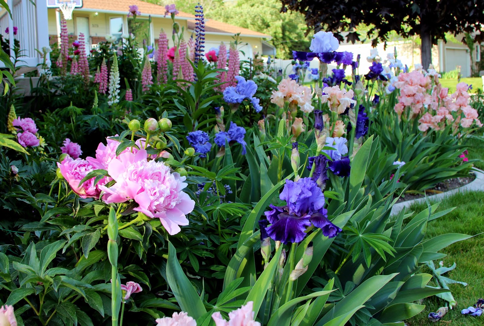 World of Irises: "Talking Irises" TALL BEARDED IRISES & COMPLEMENTARY ...