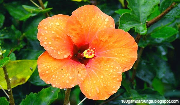 Konsep Gambar Bunga Orange, Gambar Bunga