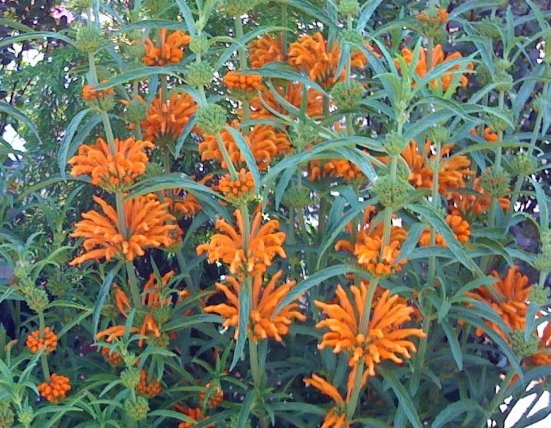 WILD DAGGA (LEONOTIS LEONURUS) - Ethnobotanical Alchemist