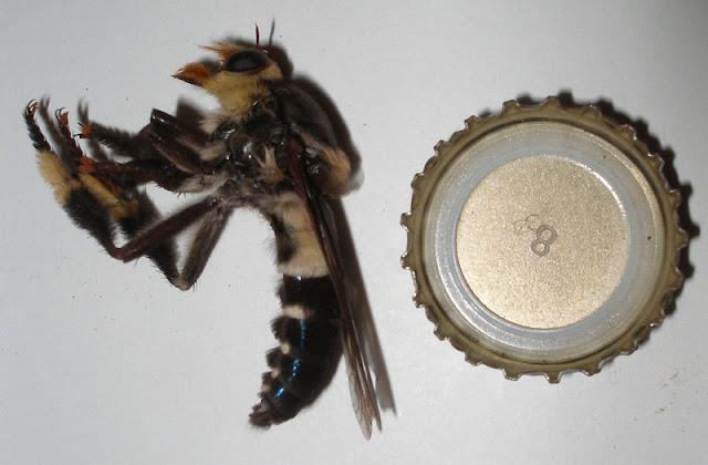 EL BLOG DE LES CIENCIES: LA MOSCA ASSASSINA