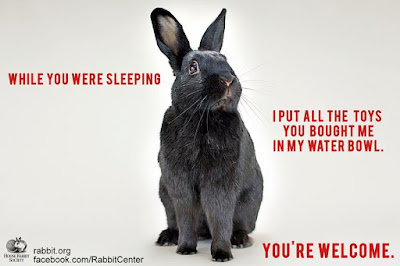 Rabbit Ramblings: Funny Bunny Monday Meme*day