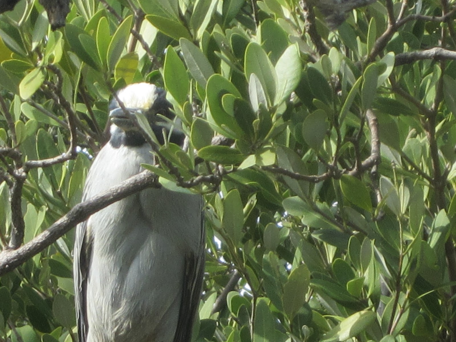 Dave's Yak Tales: Fort De Soto, Shell Key