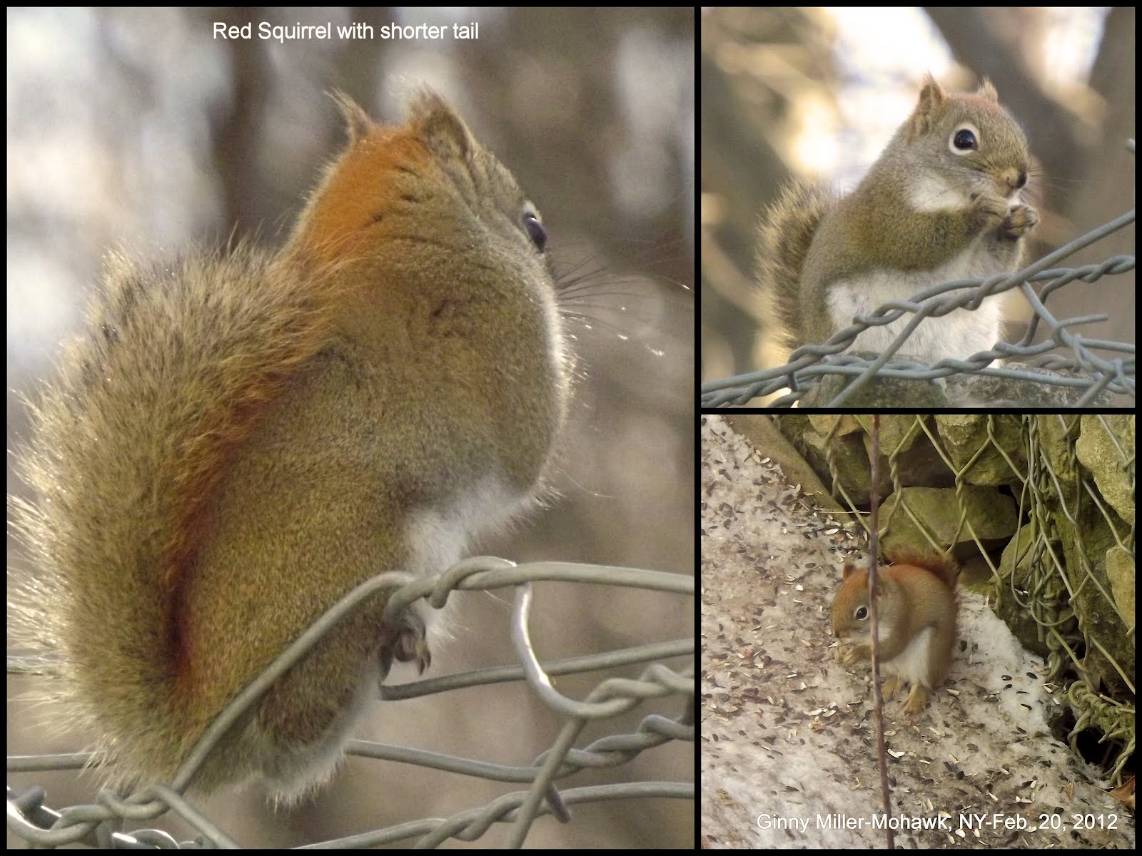 Photography By Ginny: February 22, 2012-Mostly The Red Squirrels