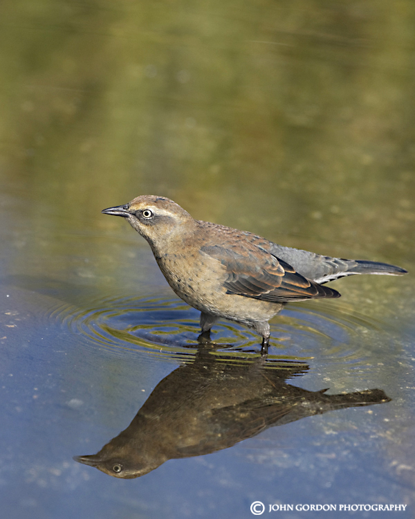 John Gordon/Listening to Birds: In Search of Rusty