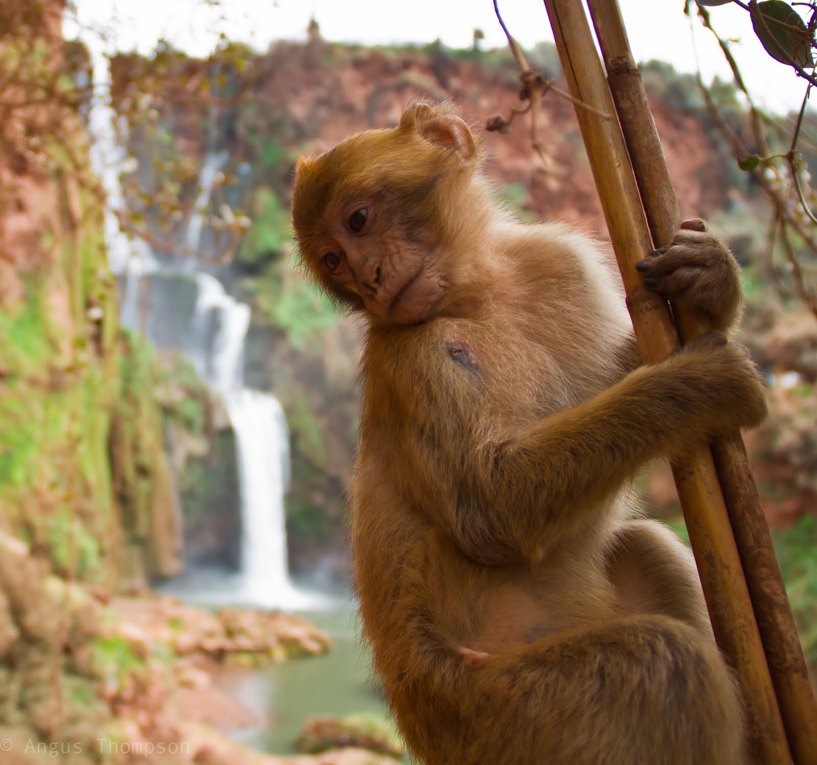 What Makes a Man?: I Love Wild Monkey's!! - Morocco