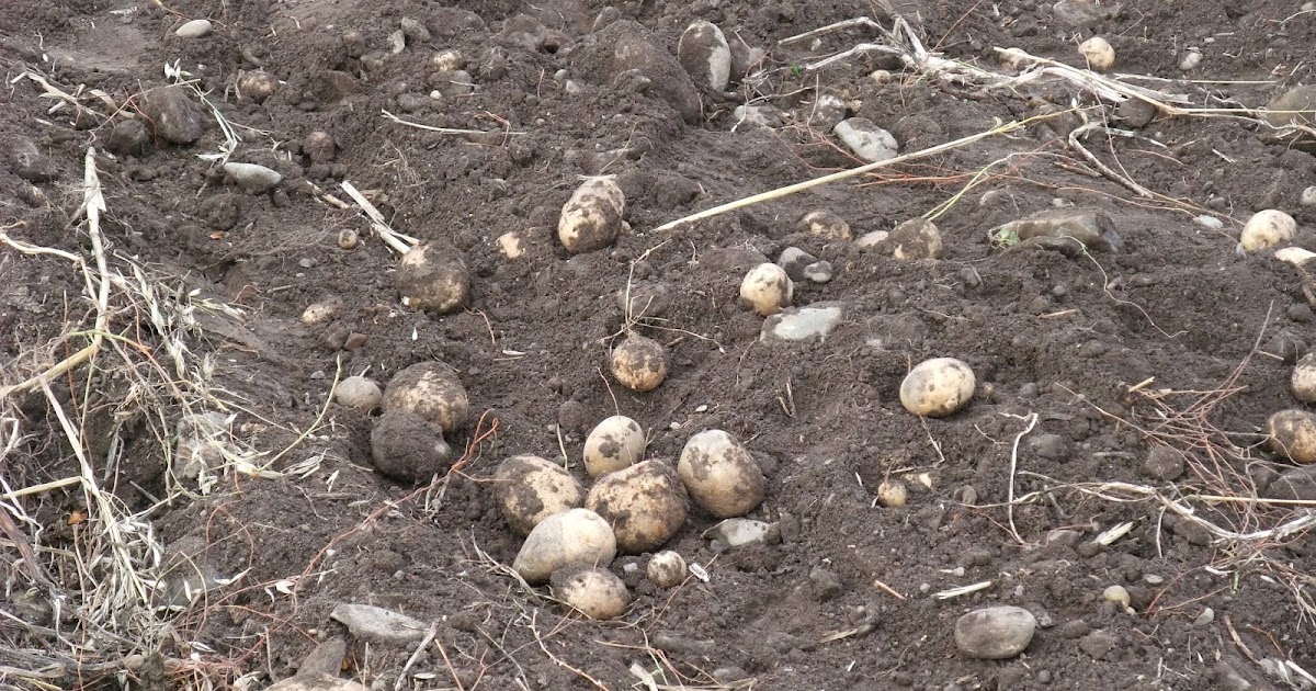 HERBAL PICNIC: POTATO