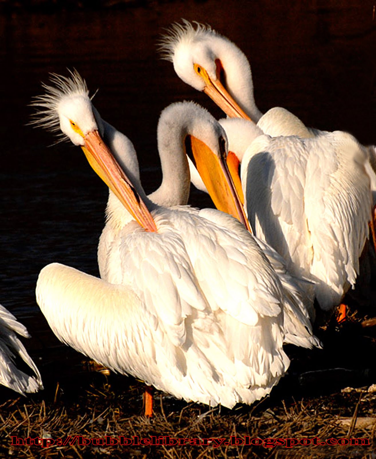 B u B b L e L i B R A R Y: Why do birds preen themselves?