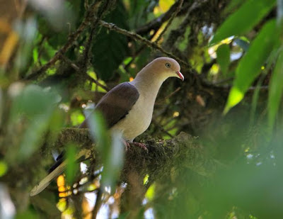 October 2012 - ARUNACHALA BIRDS