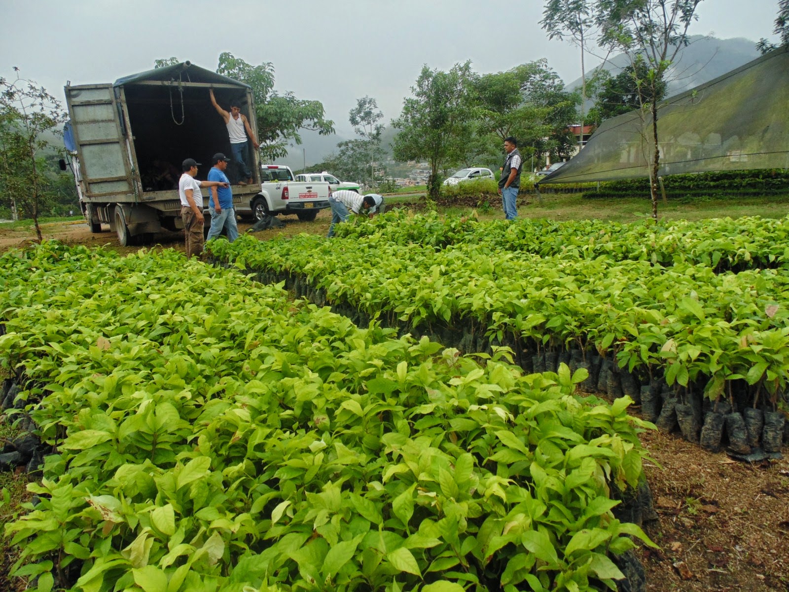 ZAMORA CHINCHIPE: 20.000 NUEVAS PLANTAS PARA PRODUCTORES DE ZAMORA ...