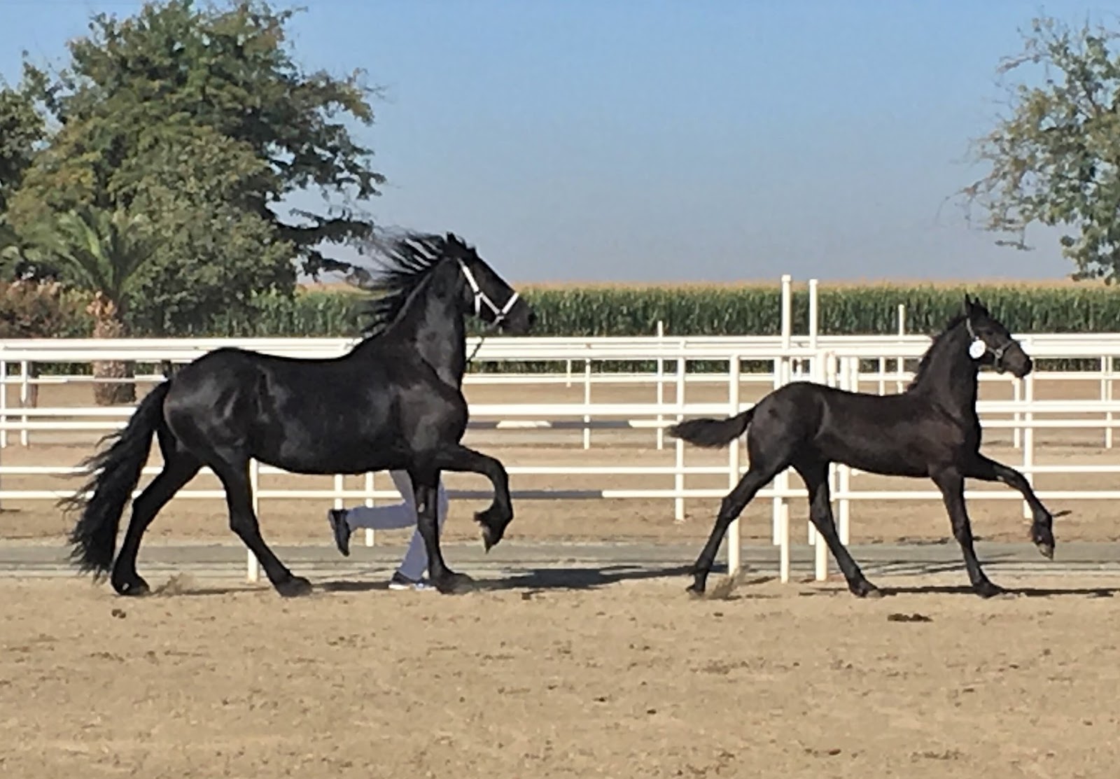 Welcome to my Friesian story.