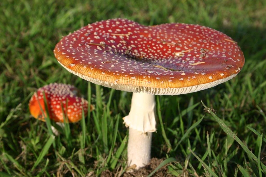 Blog de Ciencias : HONGOS, TODO UN MUNDO POR DESCUBRIR 1º ESO