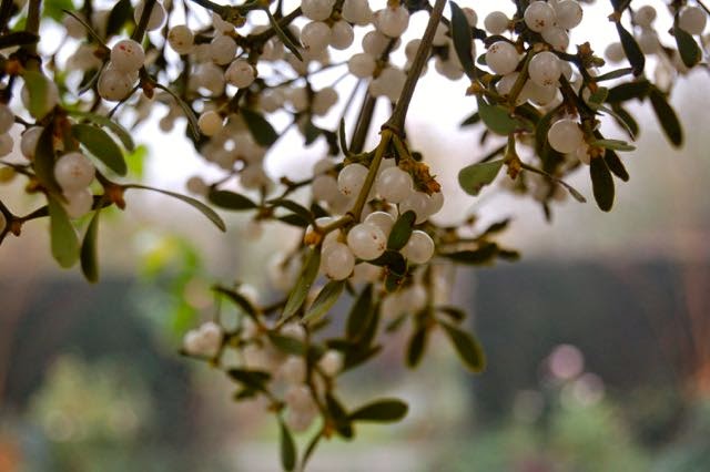 Mistletoe de ultieme kerstplant.