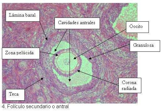 Antes huevo o gallina: Práctica: foliculogénesis en mamíferos