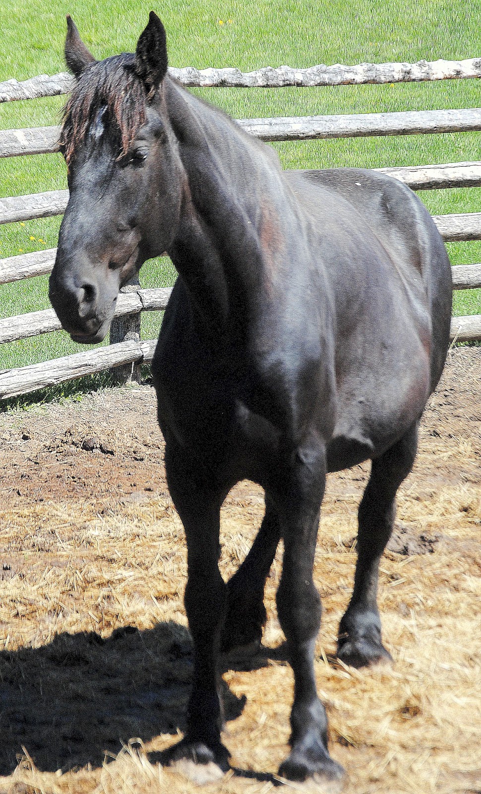 Camera on King & Aurora : Big heavy horses and little heavy horses