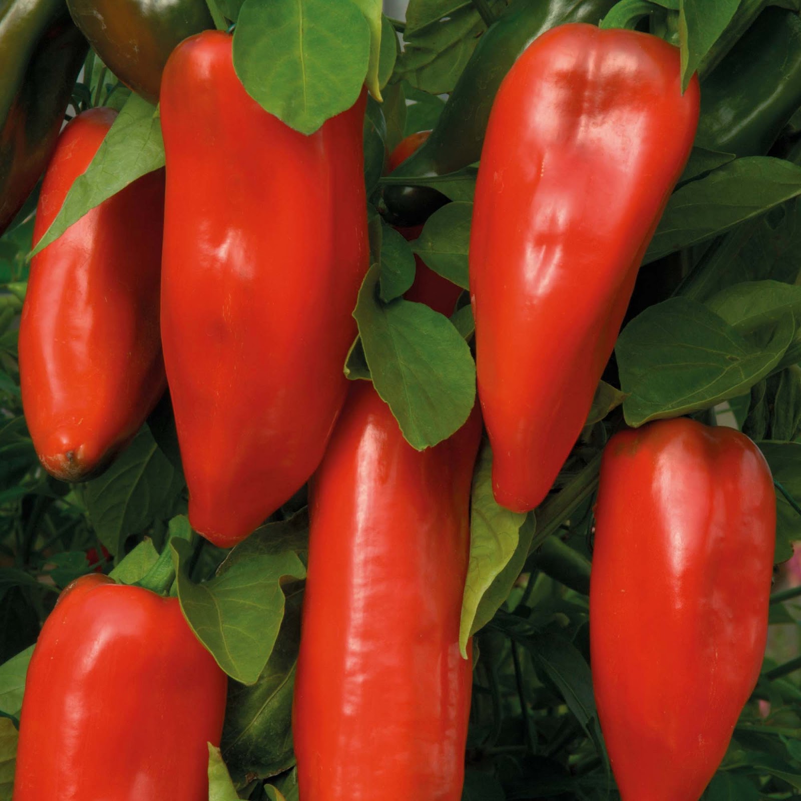 Healing Homeopathy: Capsicum Annuum