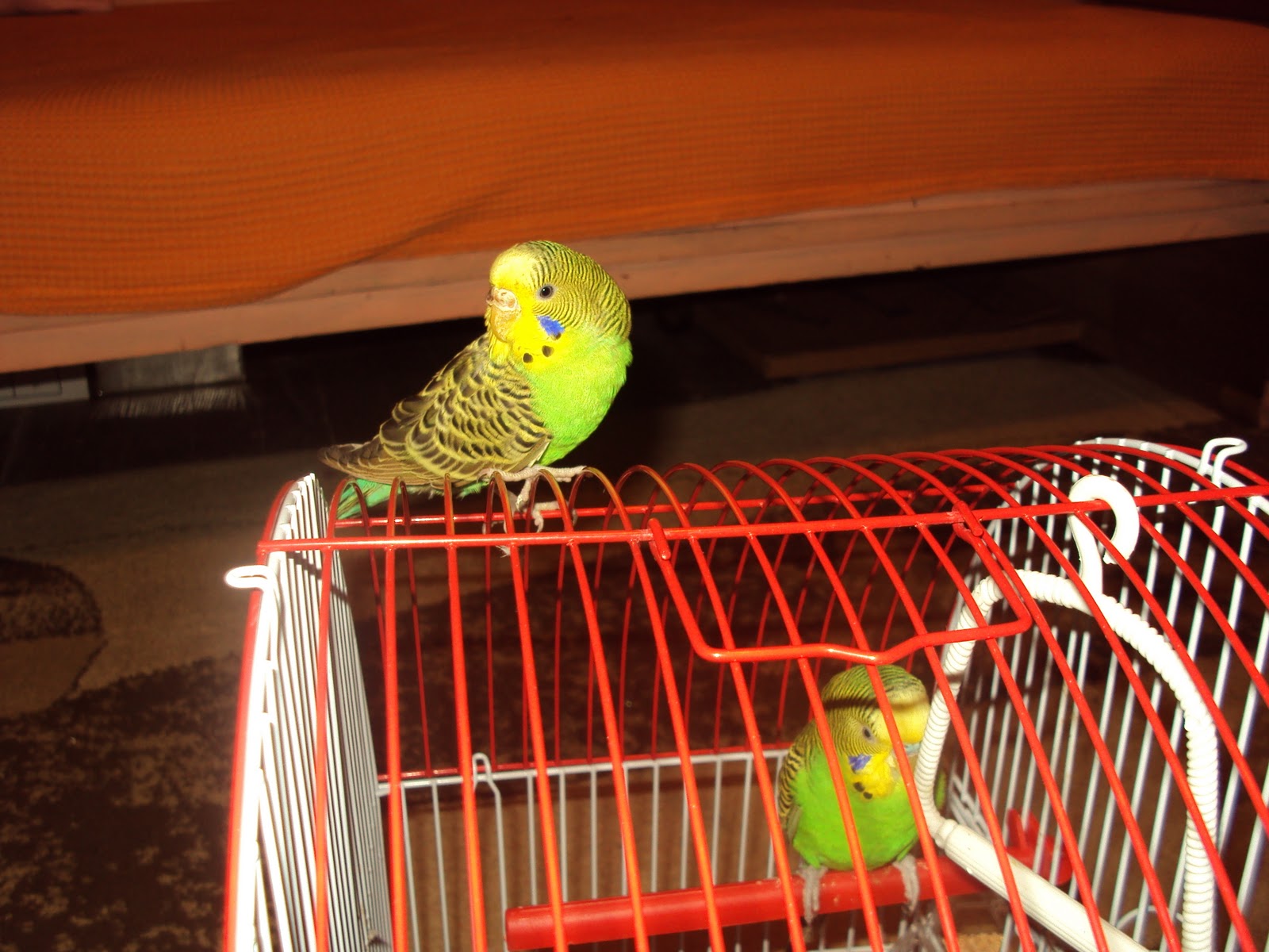 forum-catxa: παπαγαλακια budgies