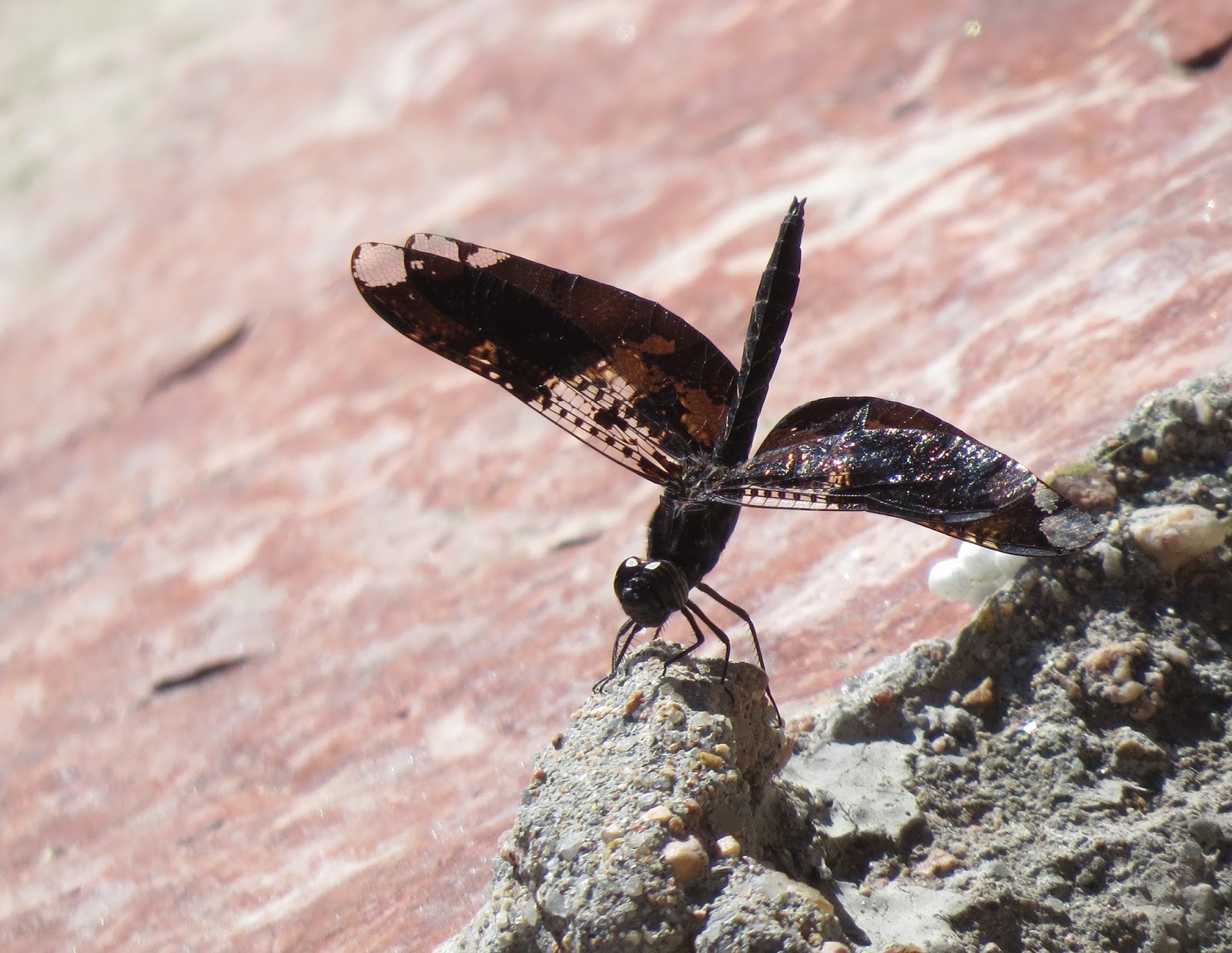 Bug Eric: Filigree Skimmers Are Back