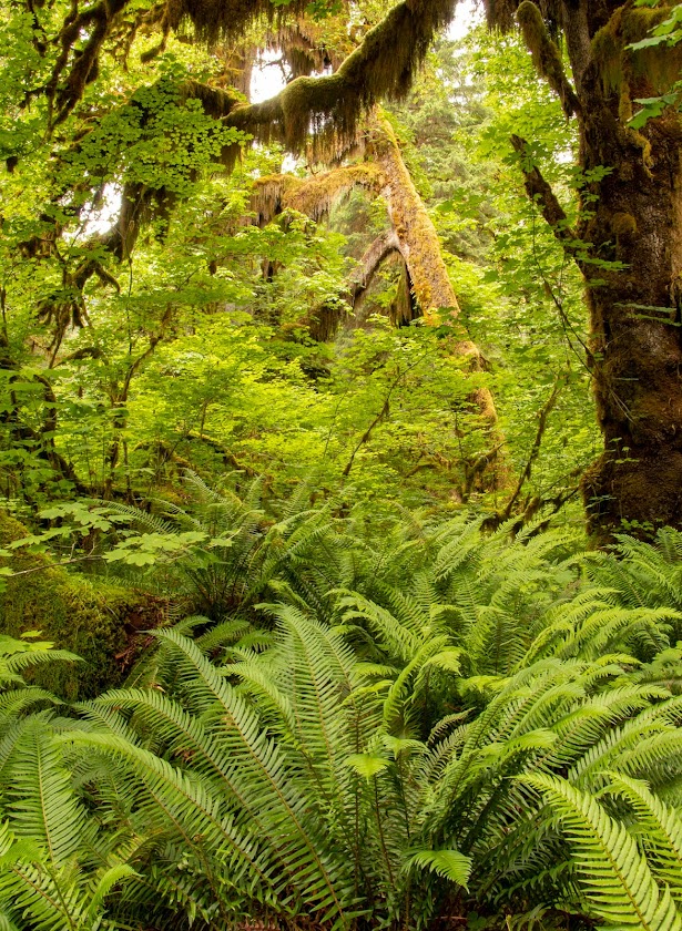 The Paper Boutique: Pacific Northwest Rain Forest Pictures.