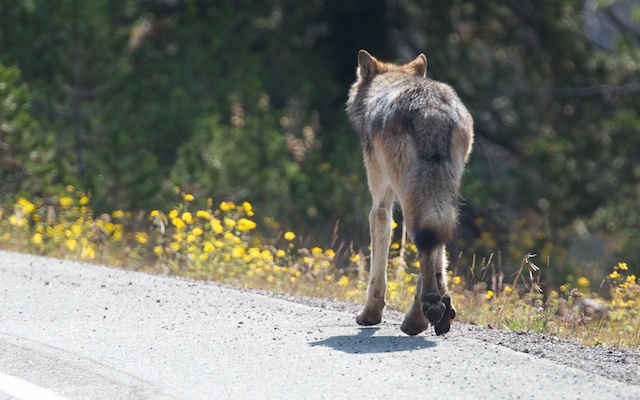 Dipper Ranch: Reconnoitering Wolf - Yellowstone Reflections