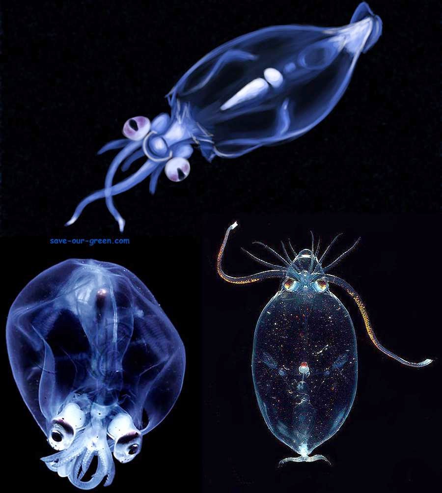 Artes de Pesca: CALAMAR CRISTAL