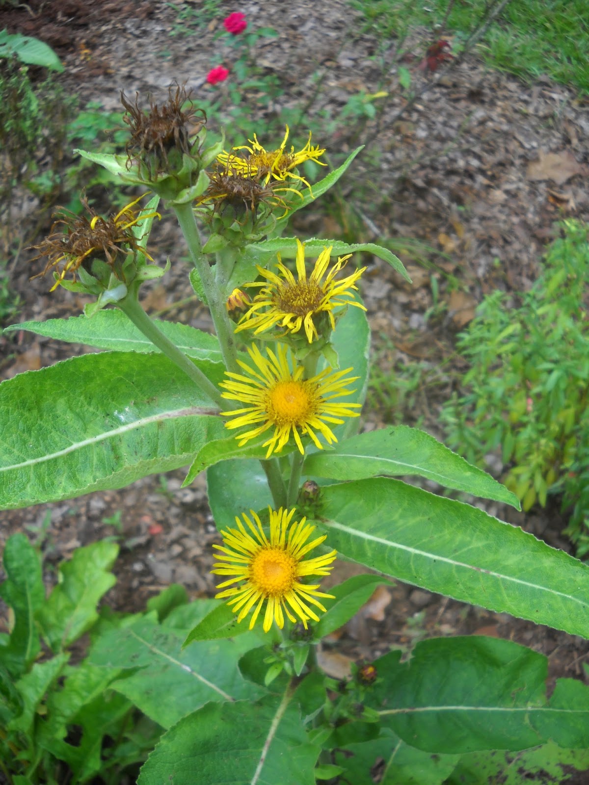 Gold Hill Plant Farm: Inula helenium (elecampane)