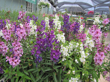 Catat! 10+ Tanaman Bunga Yang Awet yang Banyak Dicari - Informasi ...