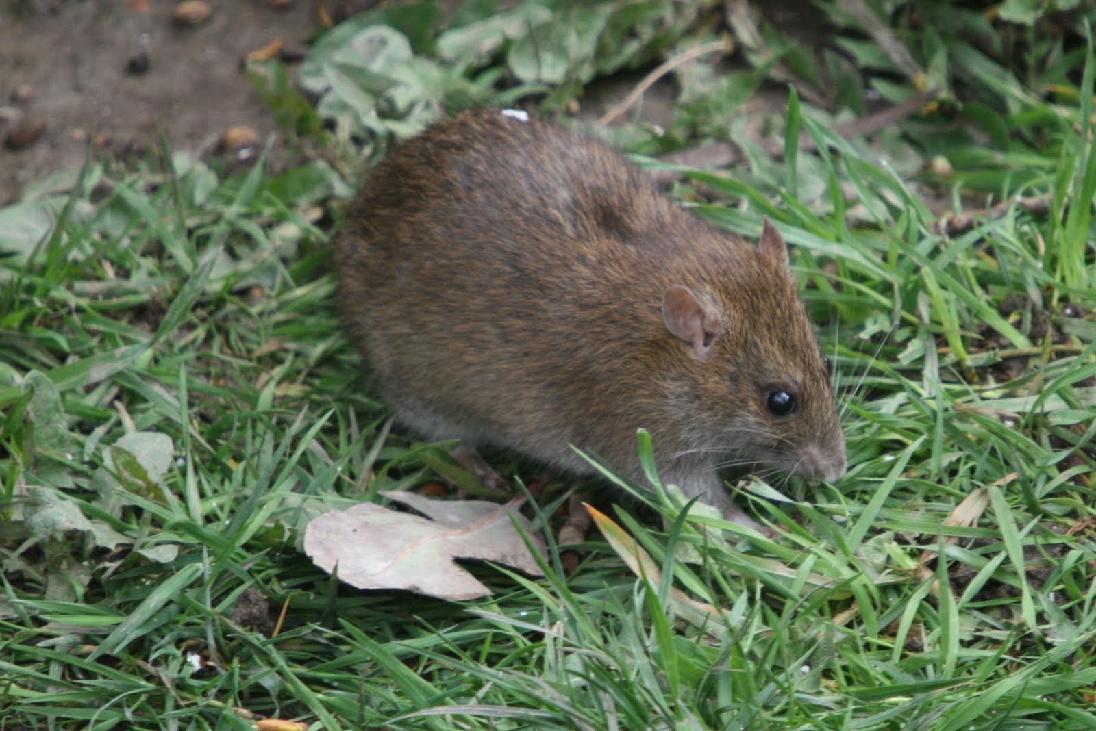 Birdland West: Flickers, Rats and Starlings (Spring heats up, despite ...