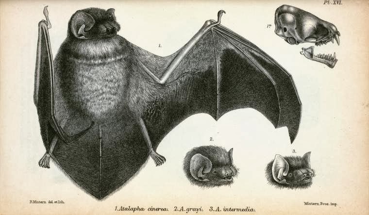 Antique Bat Illustration Prints!
