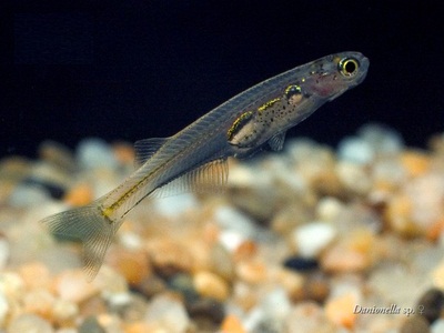 Species New to Science: [Ichthyology • 2003] Danionella mirifica • a ...