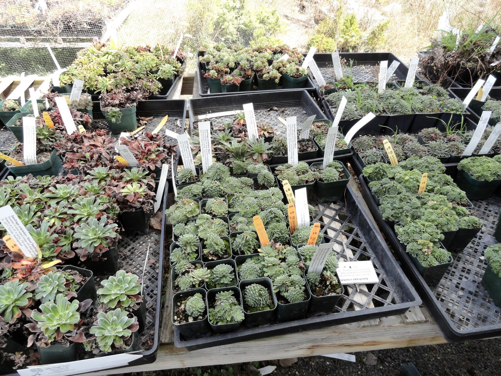 danger garden: Visiting Wild Ginger Farm