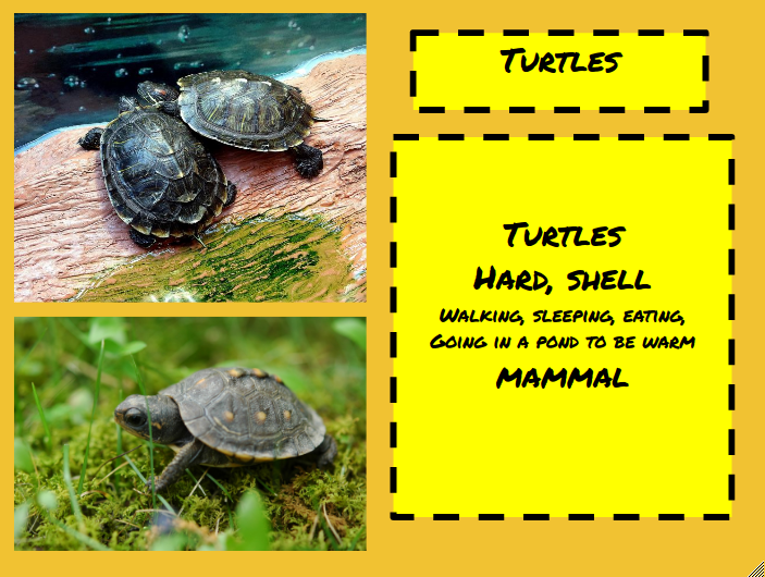 Mary-Ruth : A Cinquain Poem About Turtles
