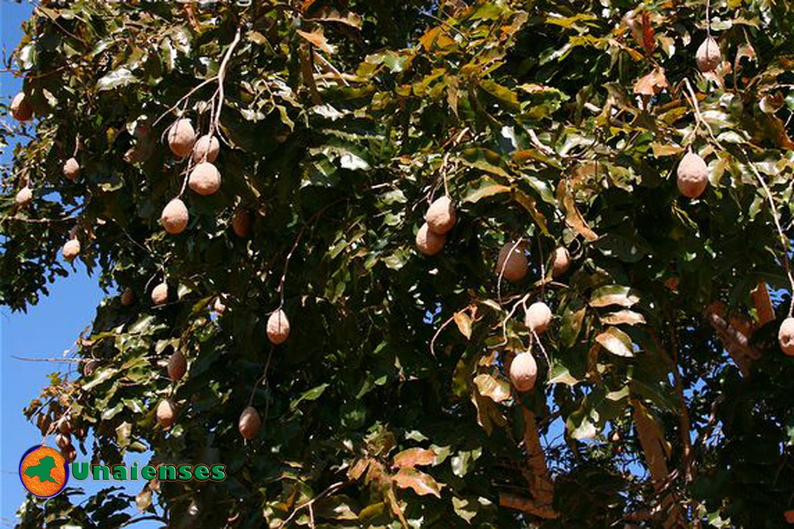 Unaienses: Baru - O Viagra do Cerrado