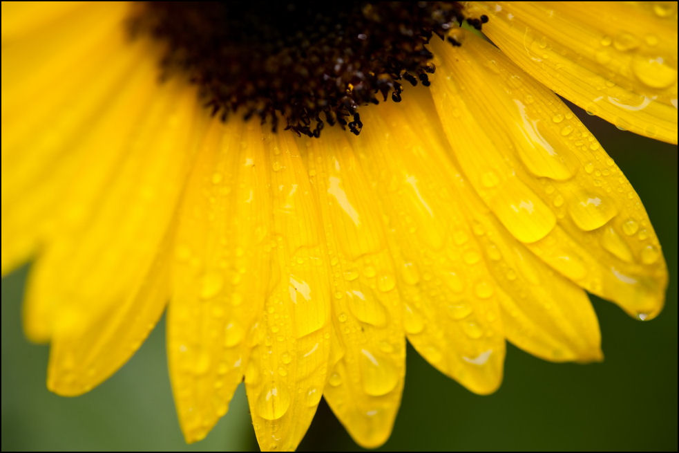 Weekly Photography Tips: The rain and macro photography...