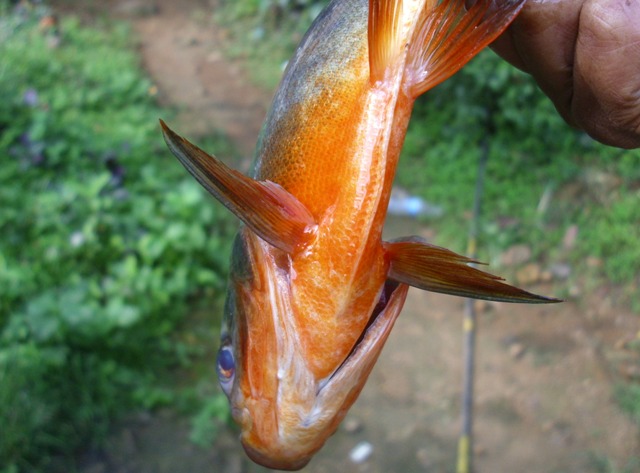 NATURAL PICTURES: NUTTER FISH