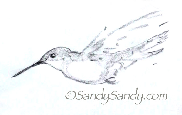 *Sketching Every Day*: Hummingbird Wings