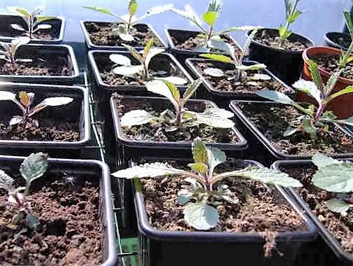 HOW TO GROW VERBENA BONARIENSIS FROM SEED |The Garden of Eaden