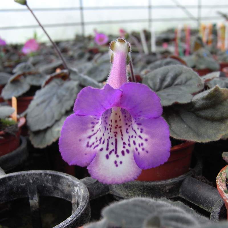 Pirate's Playground: Stone's Mini-Sinningia