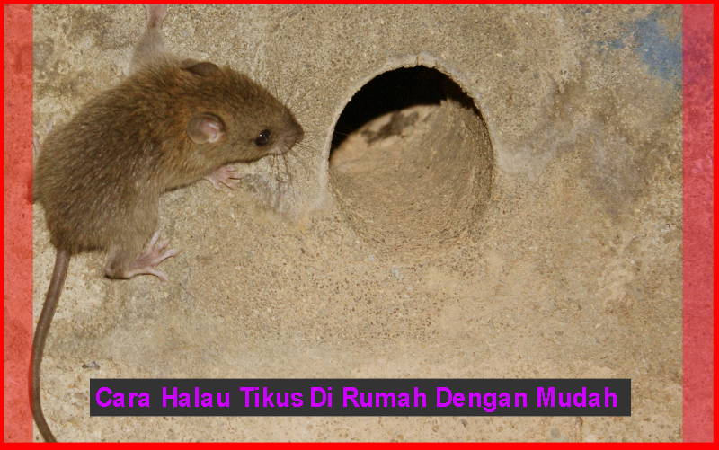 Cara Halau Tikus Di Rumah Dengan Mudah - Desain Rumah