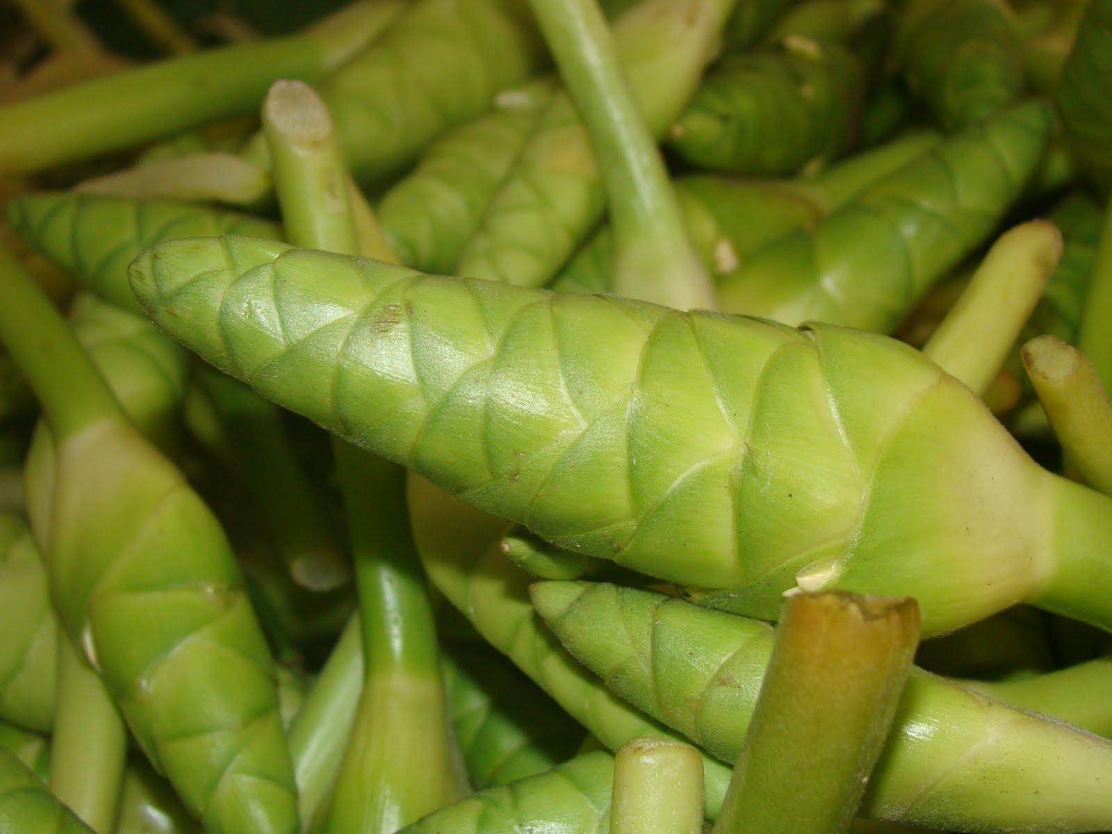 Cocinas y Recetas: Chufles, exquisitez de temporada