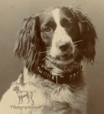 The Antique Dog Photograph Gallery: The Brighton Spaniel
