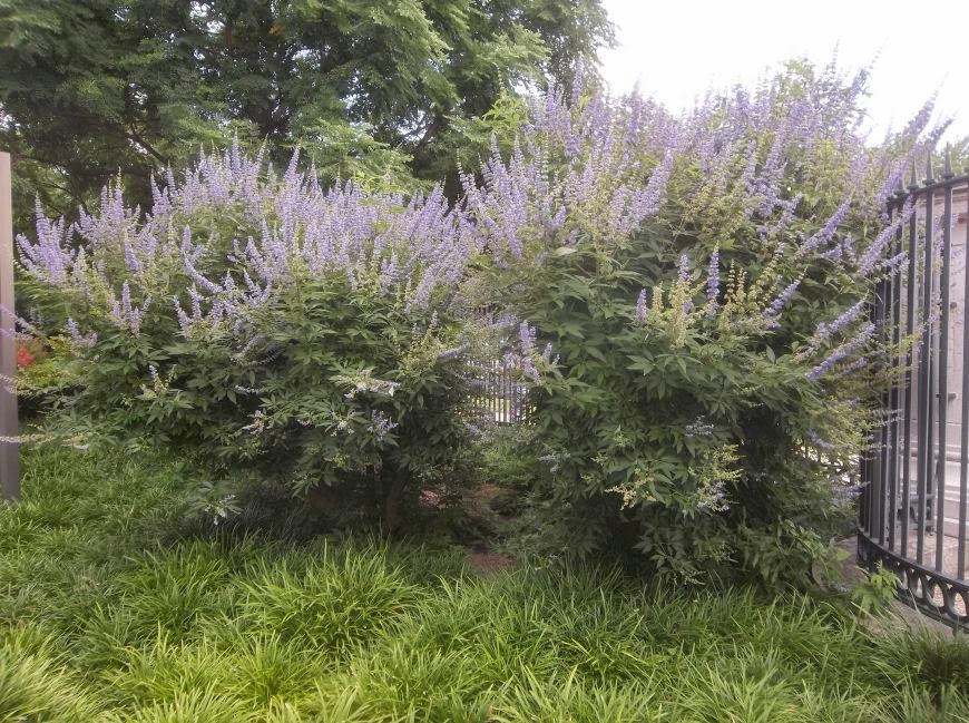 Future Plants by Randy Stewart: Vitex - the Chaste Tree family