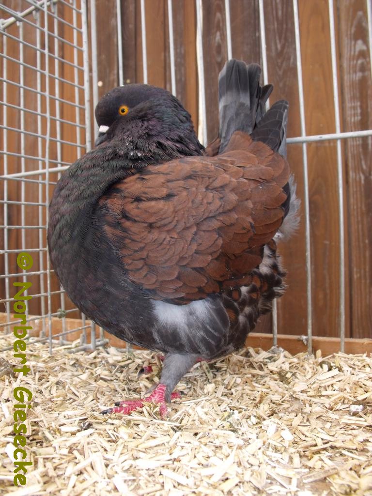 Modena ( UK ) pigeons - Pigeons fall