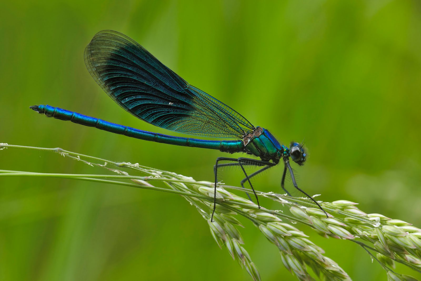 Bildagentur DIETZ.ch: Libellen in der Schweiz