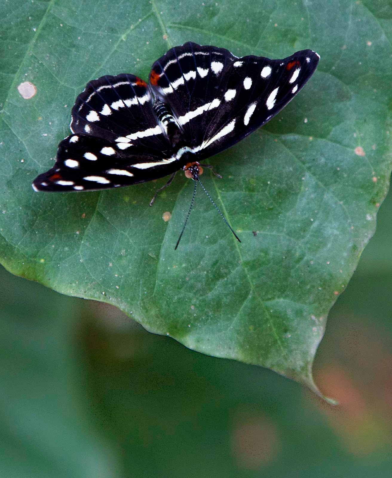 Bob's Photos: Amazon Rainforest Vacation in March