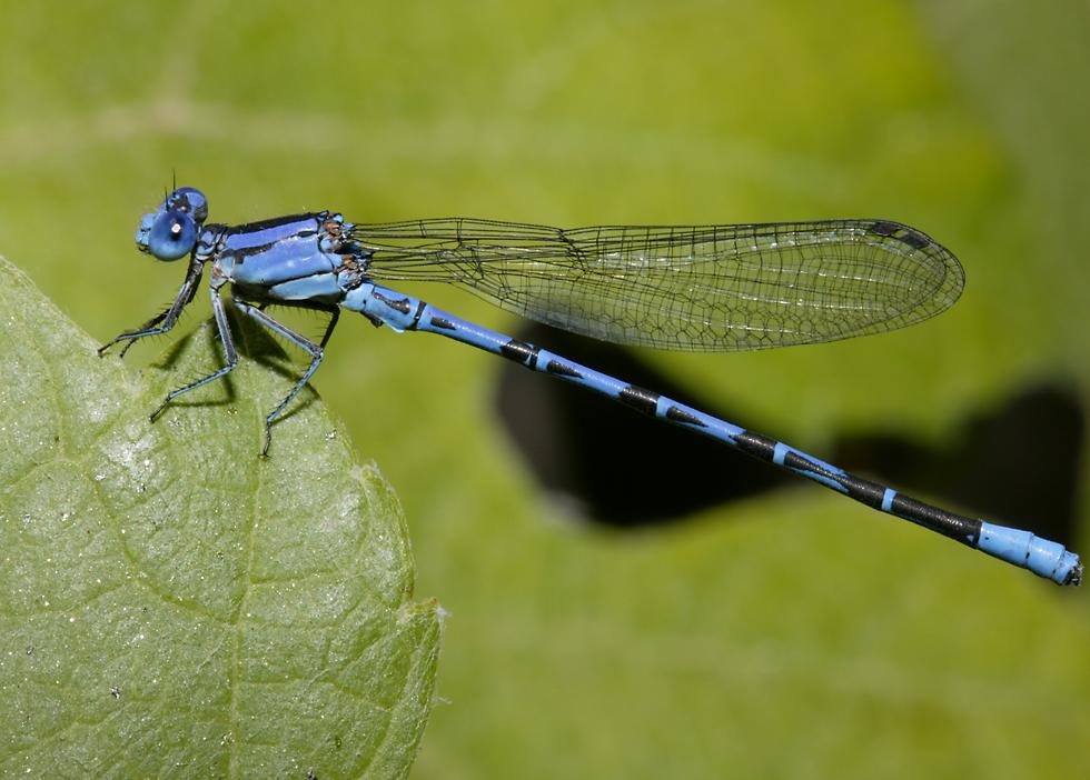 Damselfly ~ Insects World