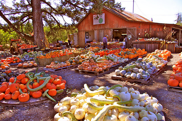 Salvation Sisters: Pumpkins for Pilgrims and Pumpkin-Apple Spice Cake ...