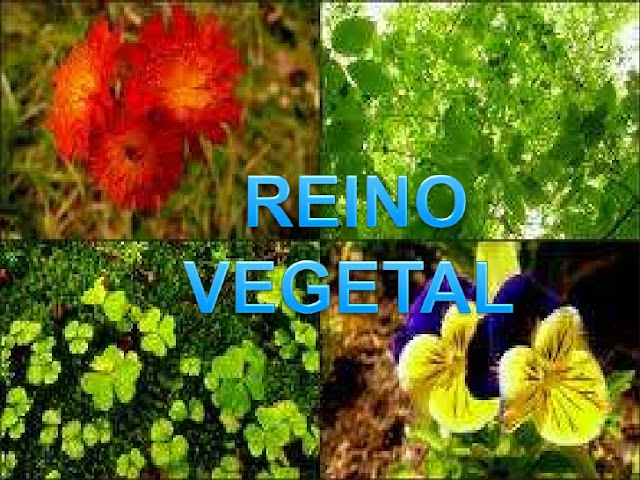 REINO VEGETAL